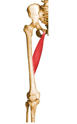 Back adductor longus
