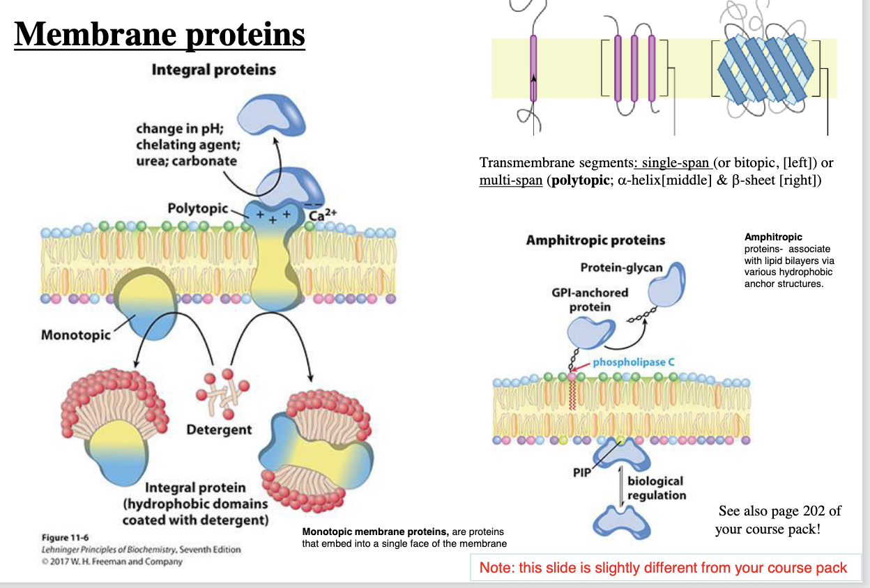 Lipids and membranes, biochemistry 2023