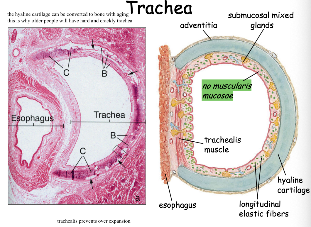 Trachealis Muscle Histology