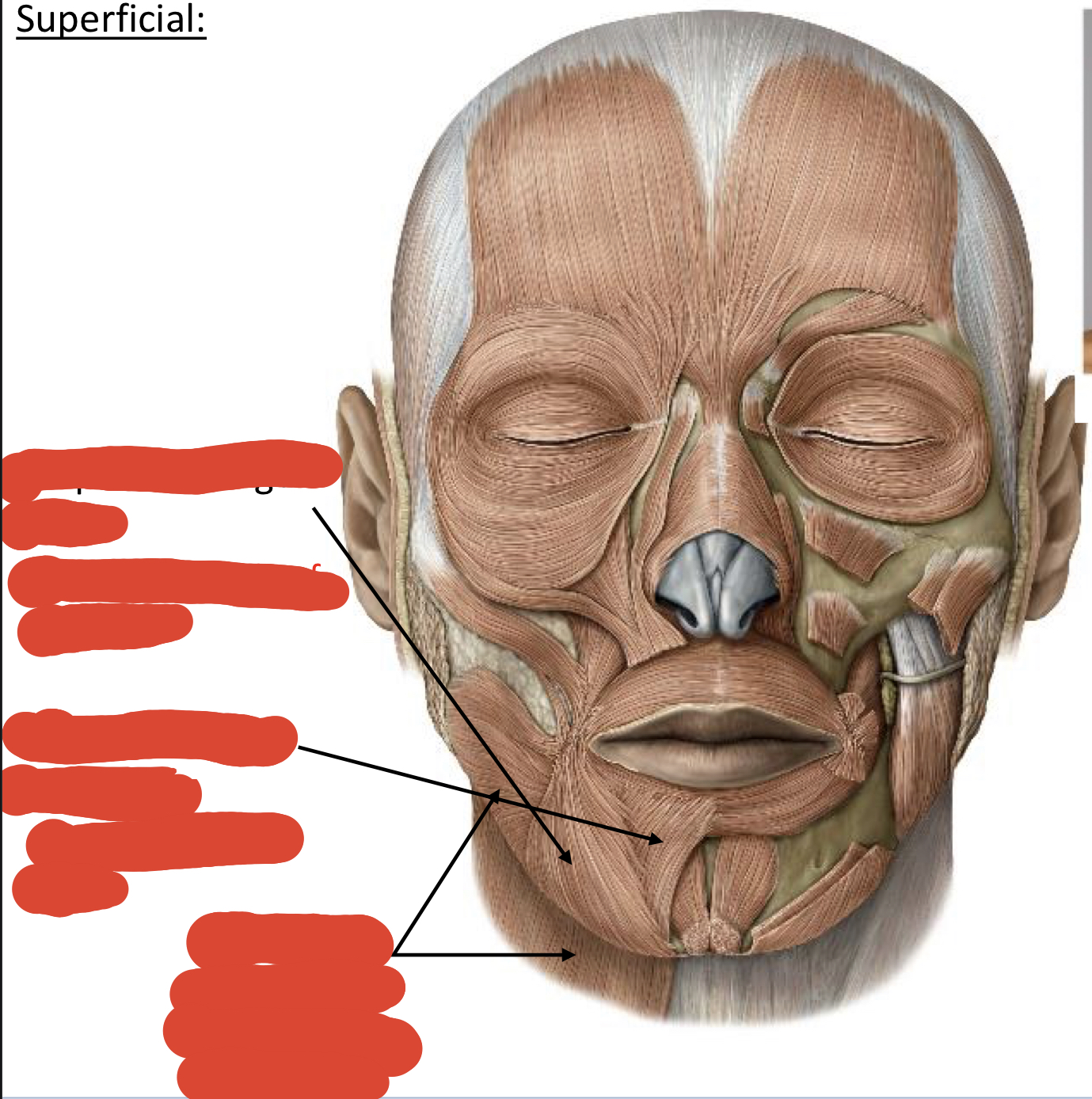 Facial Expression Muscles