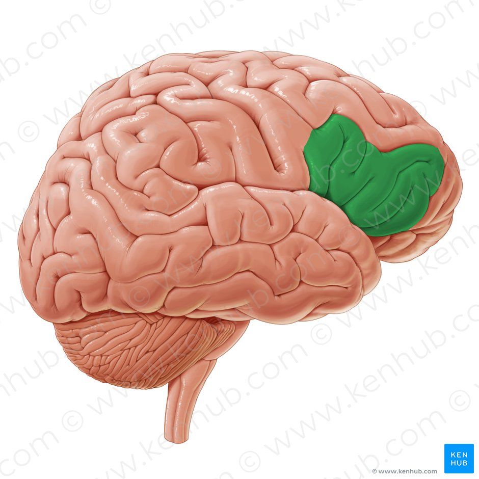 Back Gyri of the cerebrum or cerebral gyri (sing. = gyrus of the cerebrum)