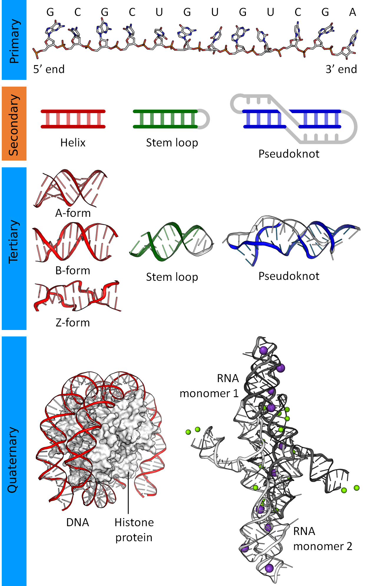 Extra The secondary structure is responsible for the shape that the ...