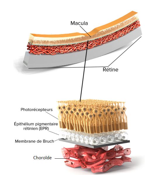 Recto Quels sont les principes de la PEC thérapeutique d'une DMLA sans ...