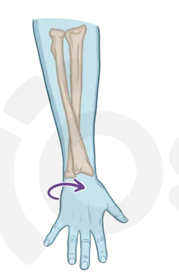 Back PronationWhen the the palmar surface of the hand and forearm ...