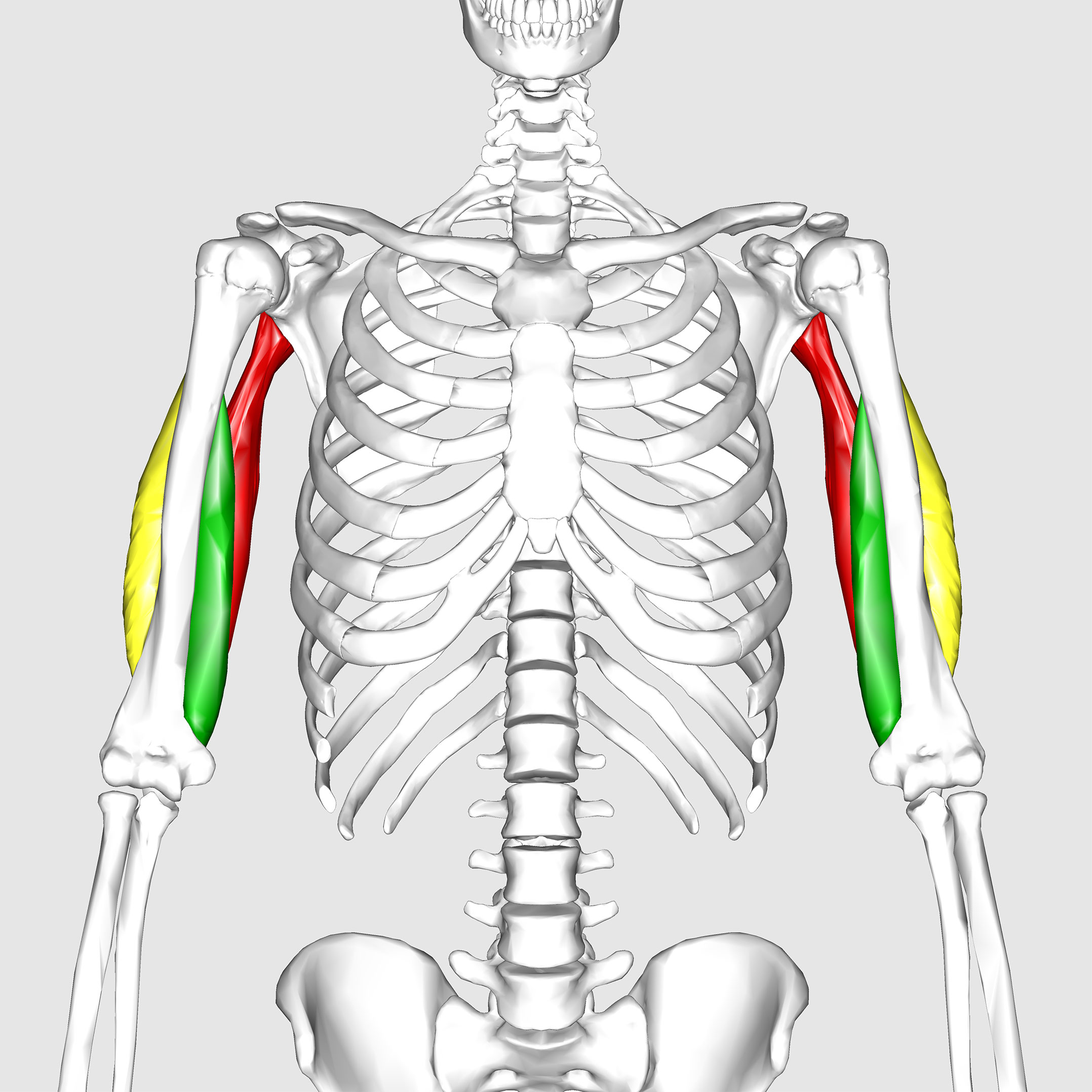 Front Triceps Brachii: ORIGIN: Long head = infraglenoid tubercleLateral ...