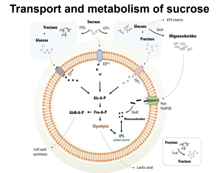 Back PTS (phosphotransferase system; grouptranslocation)1. Enzyme II ...