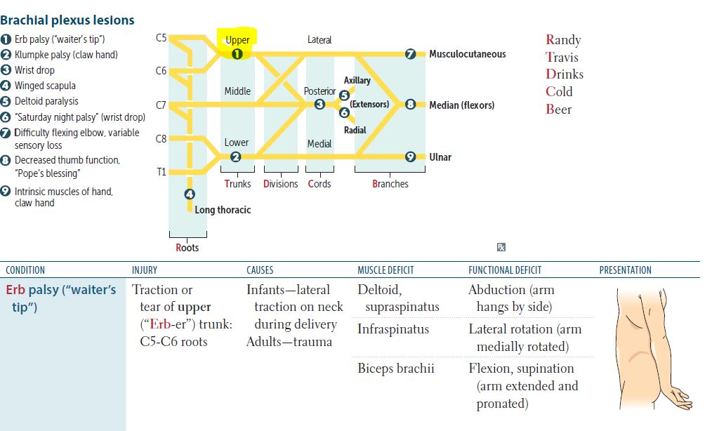 Extra - no abduction (supraspinatus/deltoid, suprascapular + axilary ...