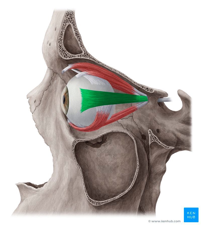 Front Name this part of the eye. Is the lateral straight muscle ...