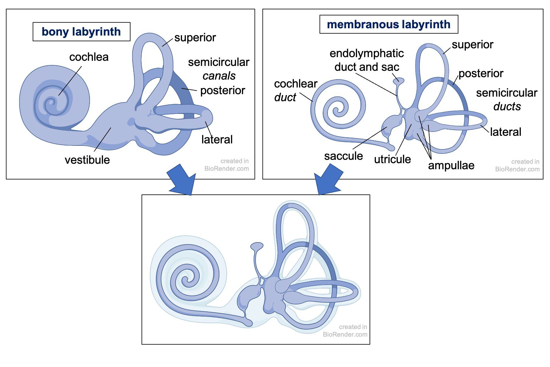 Back Membranous labyrinth