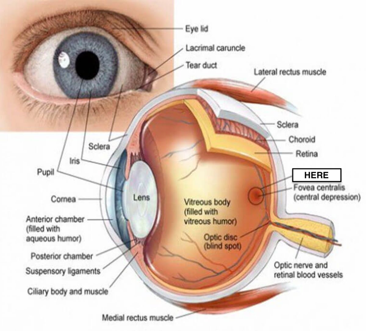 Back Macula lutea of the retina