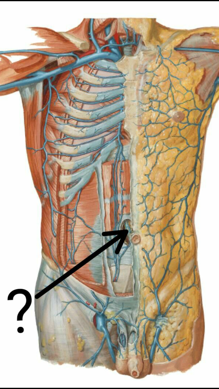 Back Veias Paraumbilicais