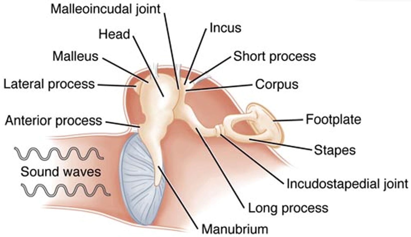 Back i.e. ossicular chainsmallest bones in the bodyPurpose: deliver ...