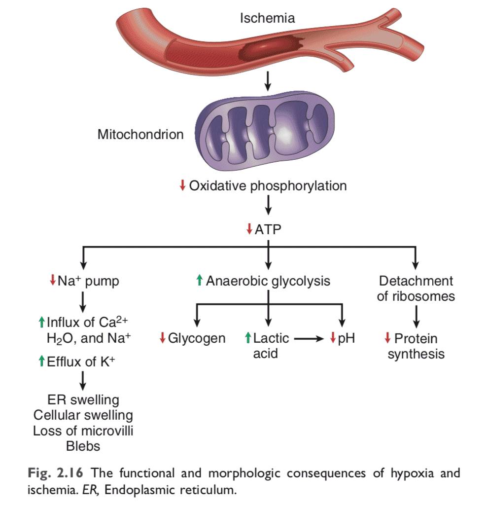 Additional Resources