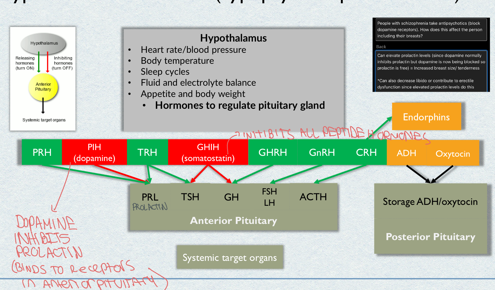 Front Cortisol ______ inflammatory response, _______ immune response ...