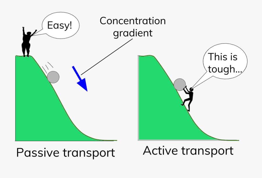 Back the difference in concentration between two areas:the bigger the ...