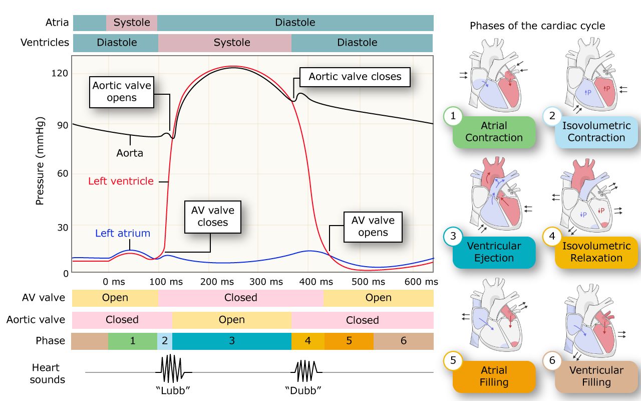Front 3 types of neurone and where they are found