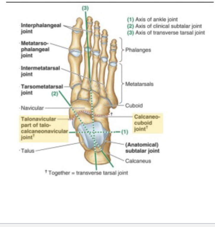 Back Talonavicular part of the talocalcaneonavicular jointForms the ...