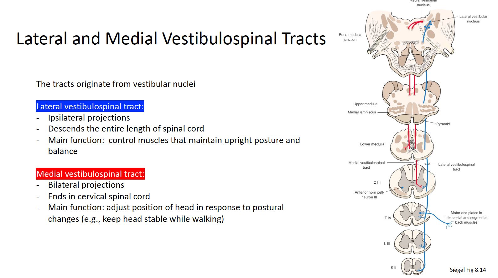 Vestibulospinal Tract