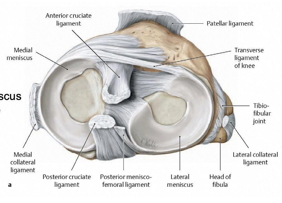 Front what are your two menisci?what are they made up of? which has the ...