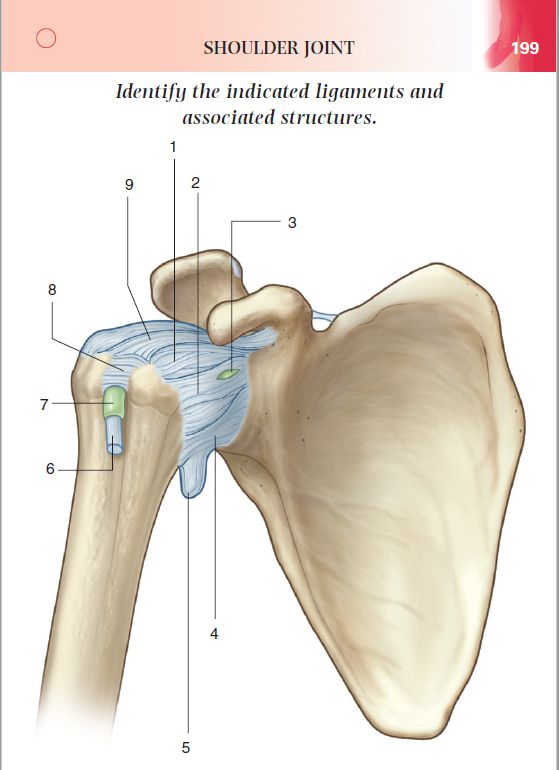 Back 1. Superior glenohumeral ligament2. Middle glenohumeral ligament3 ...