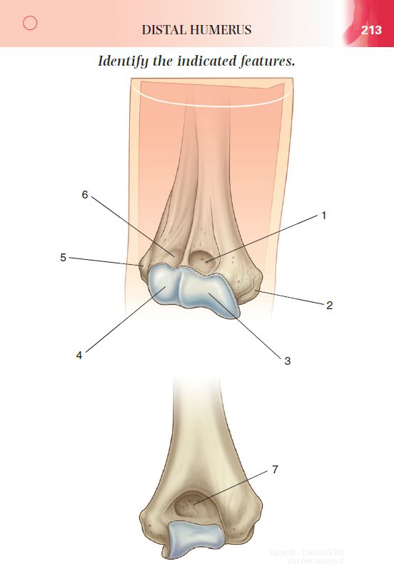 Front Distal Humerus