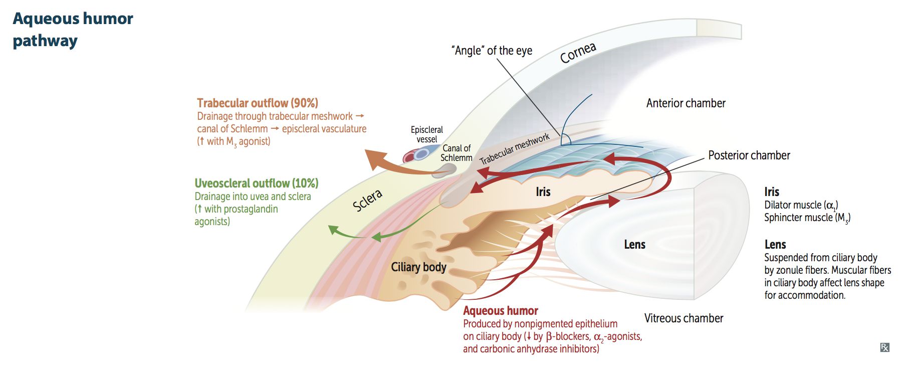 Tags Ophthalmology::neurology::eye::glaucoma