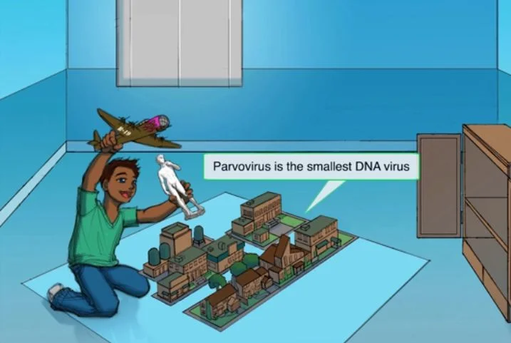Watch Parvovirus B19 (Parvoviridae)