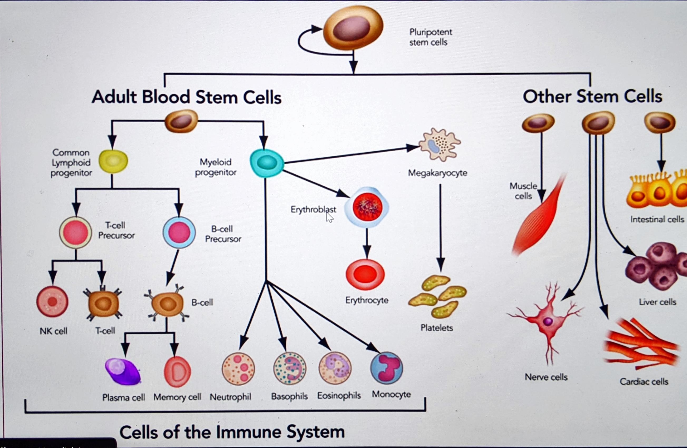Back B cell