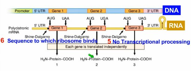 Extra multiple genes are transcribed in one region, but each gene is ...