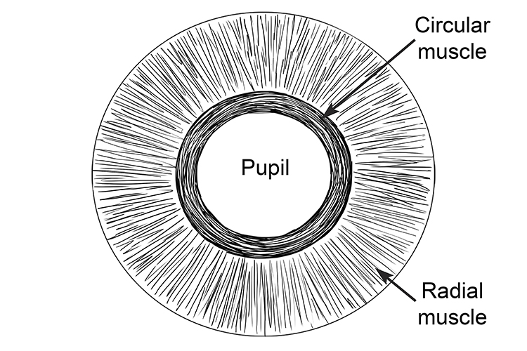 Back Bright light: - Iris narrows, meaning pupil constricts. Radial muscle relaxes and circular ...