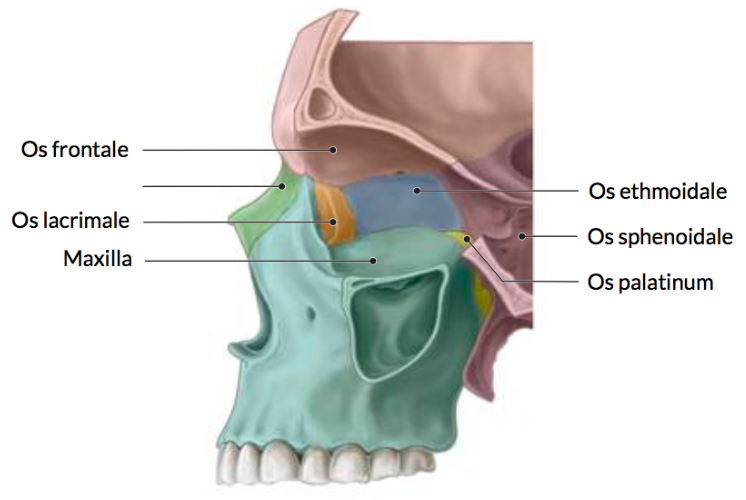 Os lacrimale, Os ethmoidale, Ala minor des Os sphenoidale, Os frontale ...