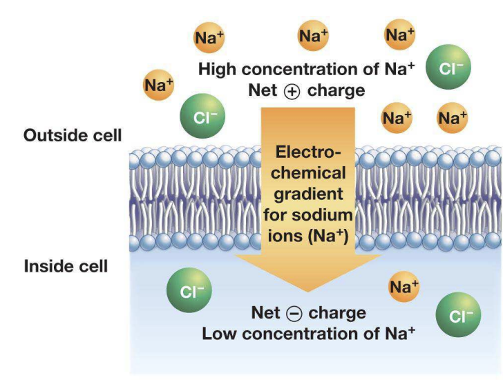 Back substances can also diffuse along an electrochemical gradient ...