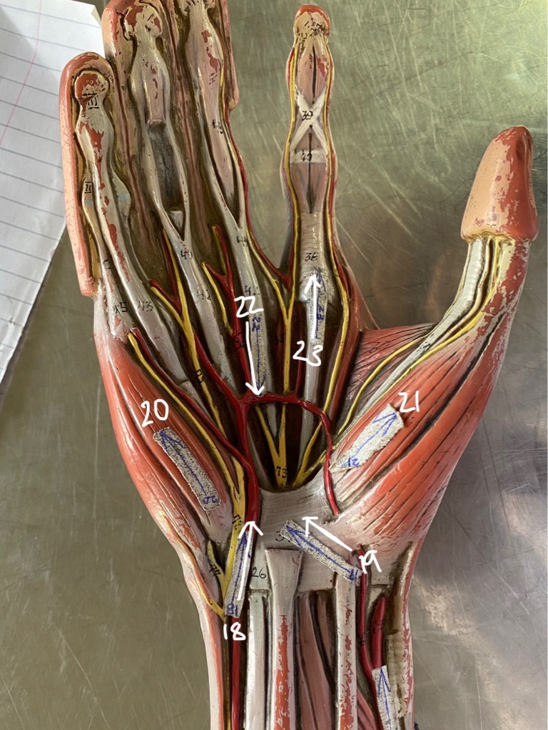 Back Flexor retinaculum