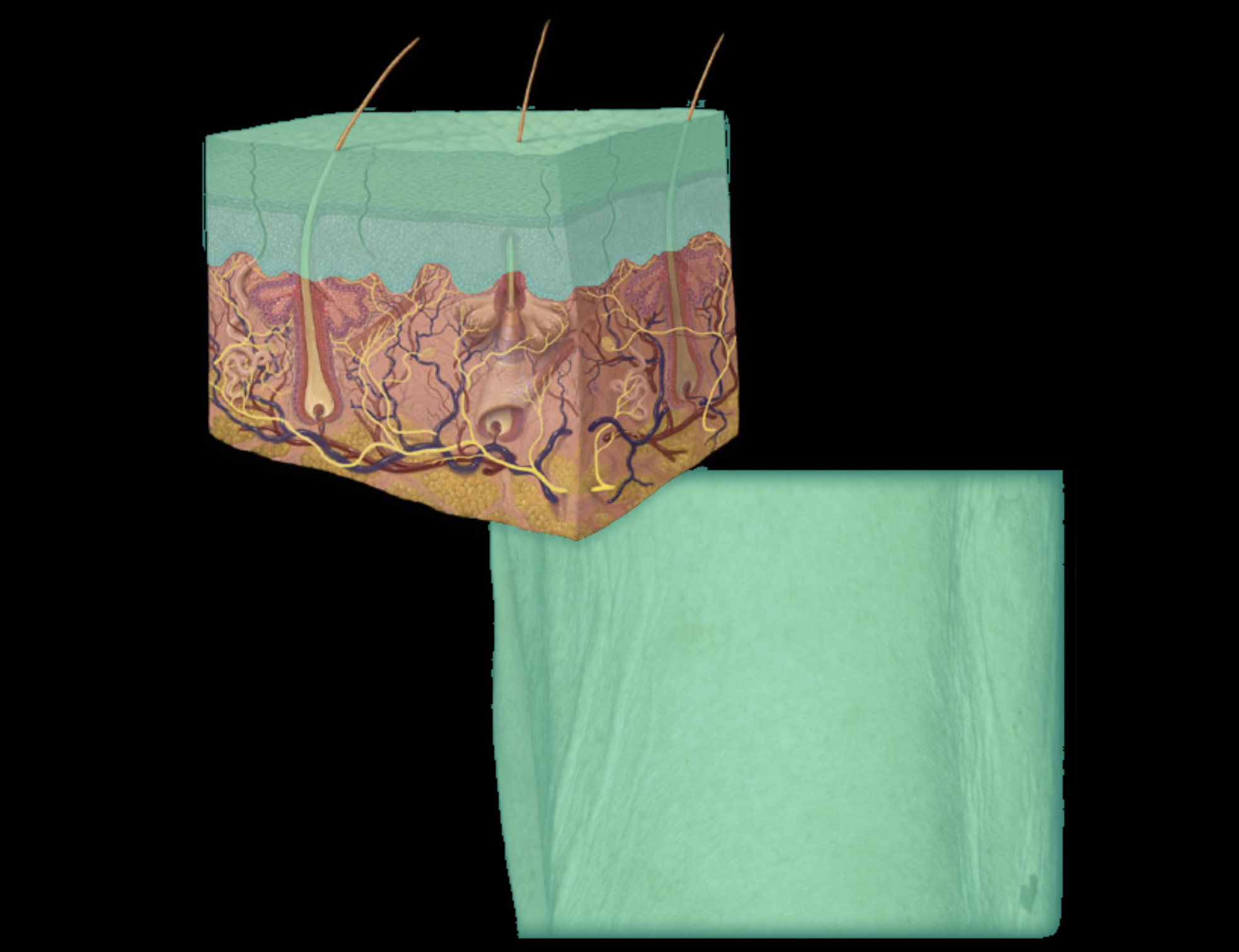 Front Identify the structure highlighted in light blue.