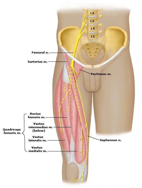 Back L2-L4 largest nerve of the lumbar plexusCourse: beneath inguinal ligament on top of the ...