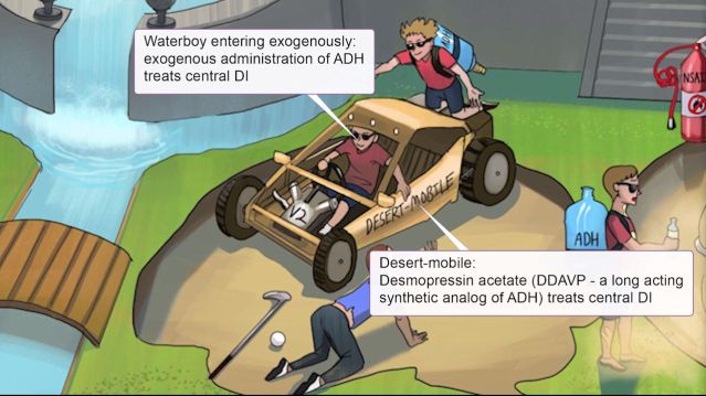 Extra Q11 What is the receptor specificity of Desmopressin?