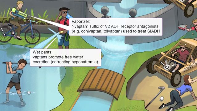 Extra Q17 What is the most severe potential adverse effect of V2 receptor agonists?