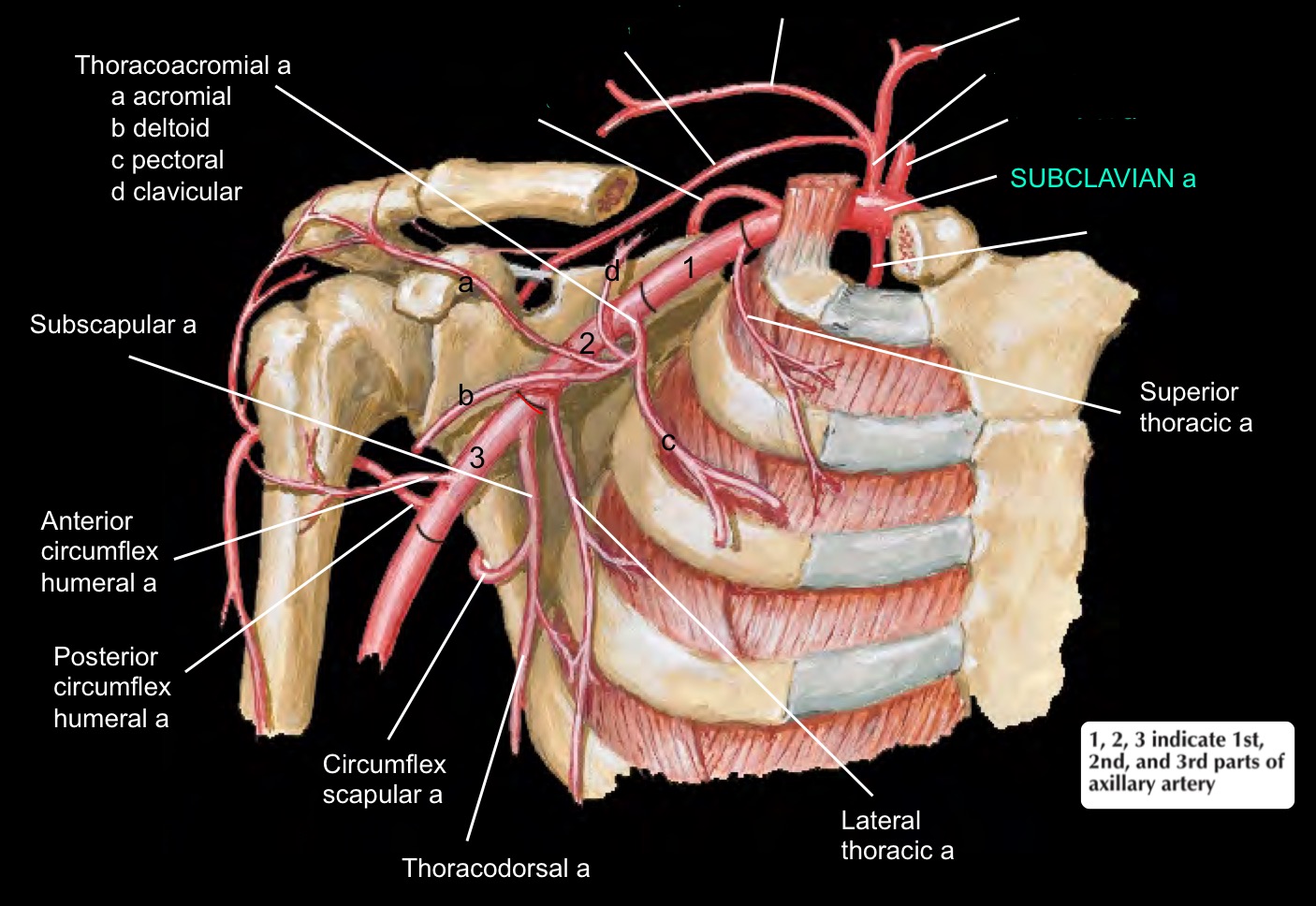 Front Branches of the subclavian artery before becoming axillary artery ...