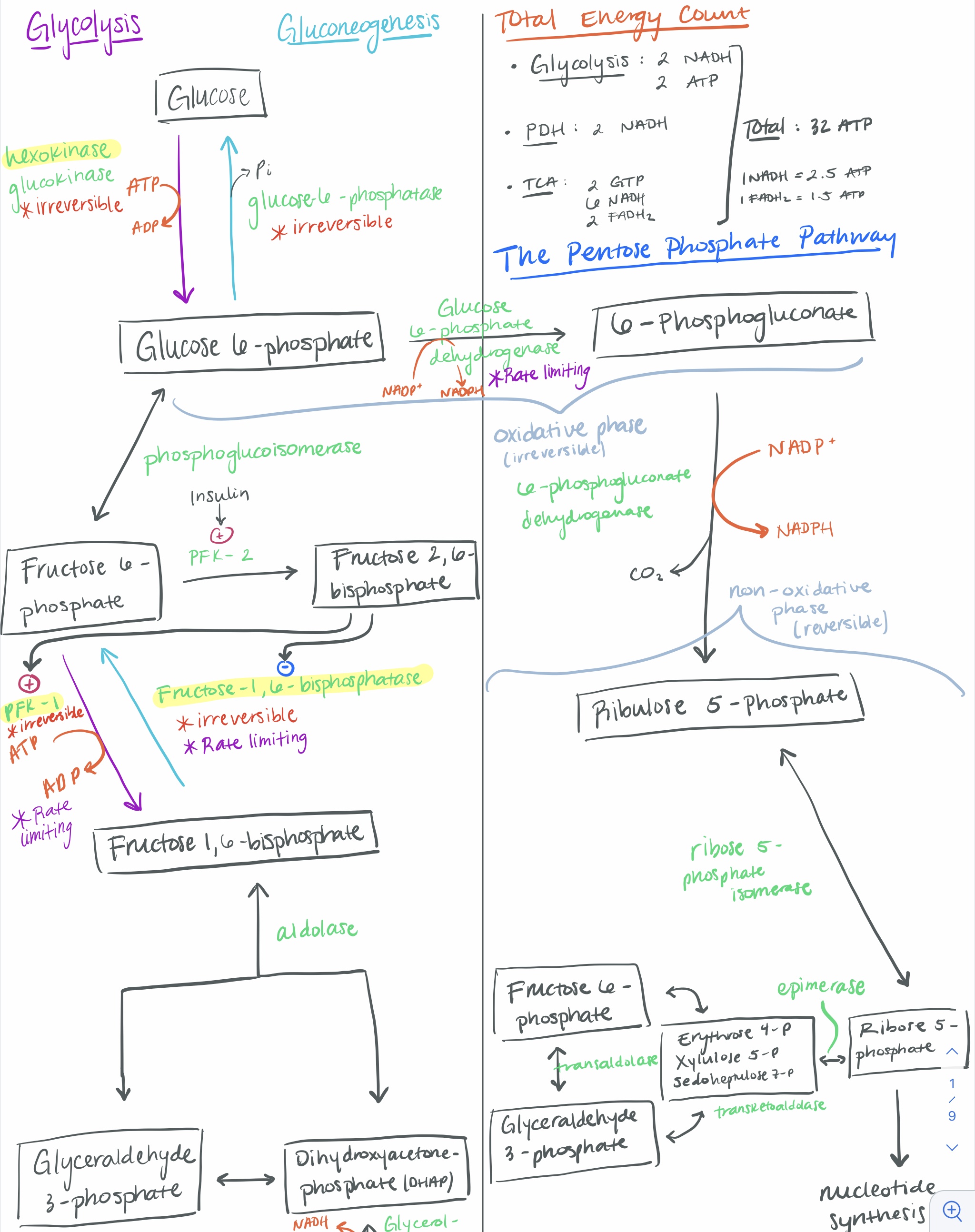 Glycolysis And Gluconeogenesis Concept Map