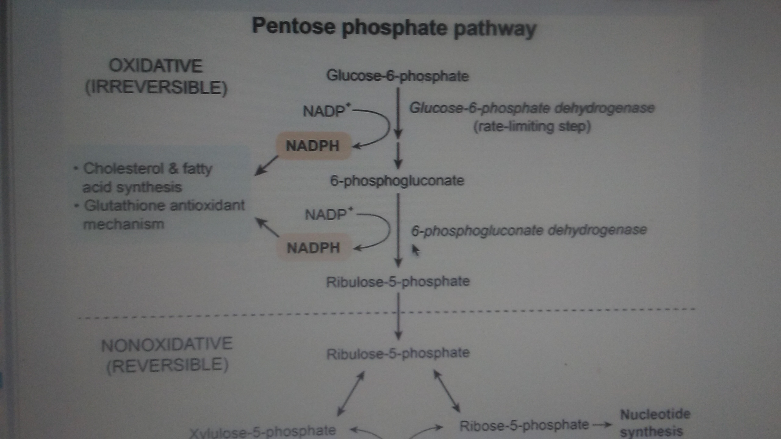 Back In the pentose phosphate pathway.