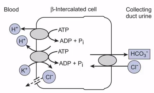 Back Type Beta intercalated cells (secretion of HCO3-)