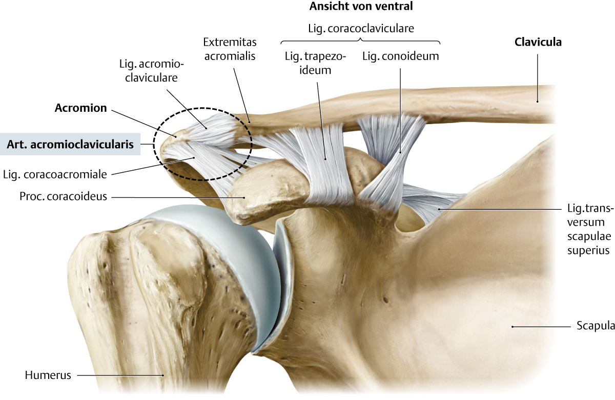 Weichgewebe- und Bandstrukturen Lig. coracoclaviculare= Lig. trapezoideum und Lig. conoideumLig ...