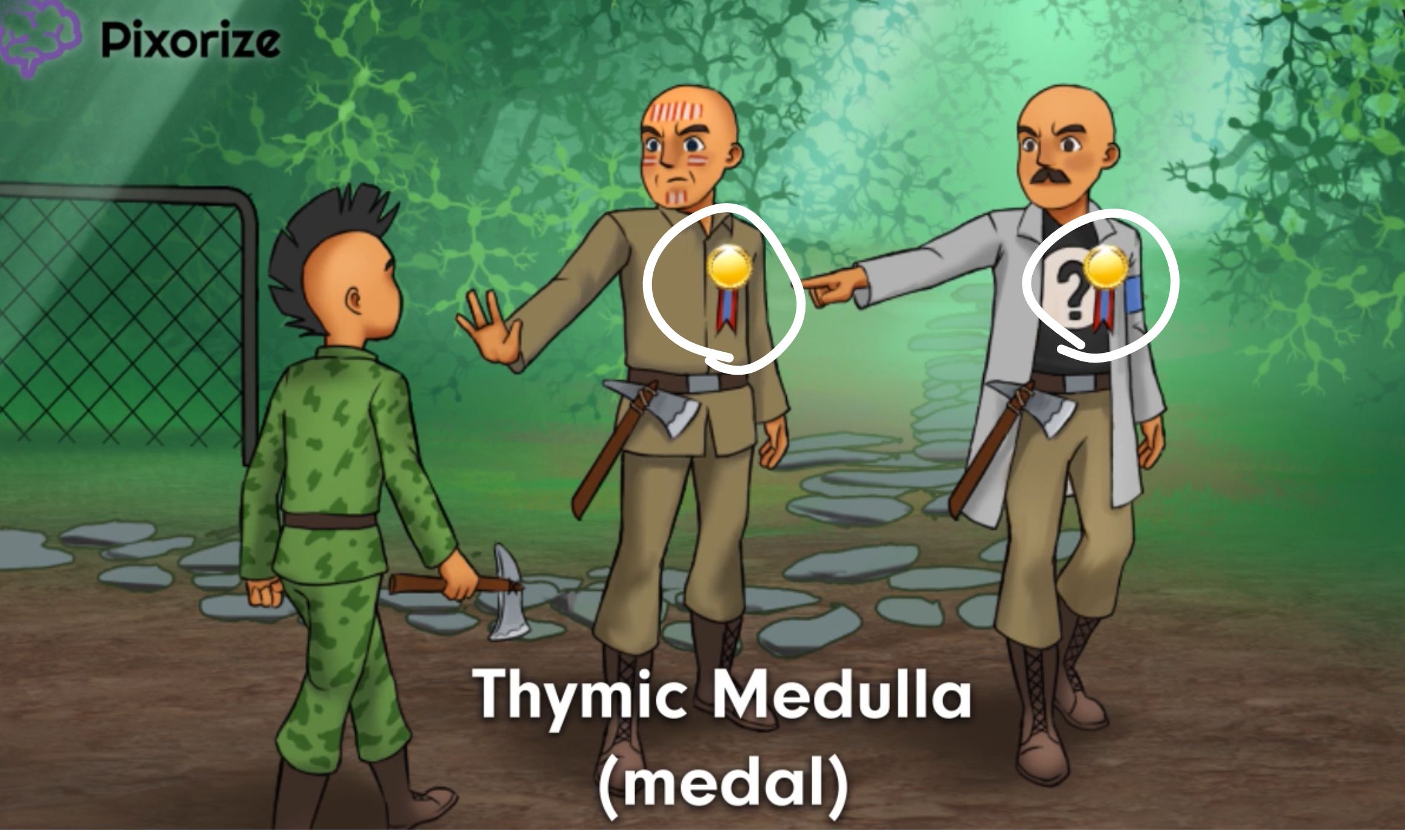 Text What are the two main functions of macrophages?{{c1::Phagocytosis ...