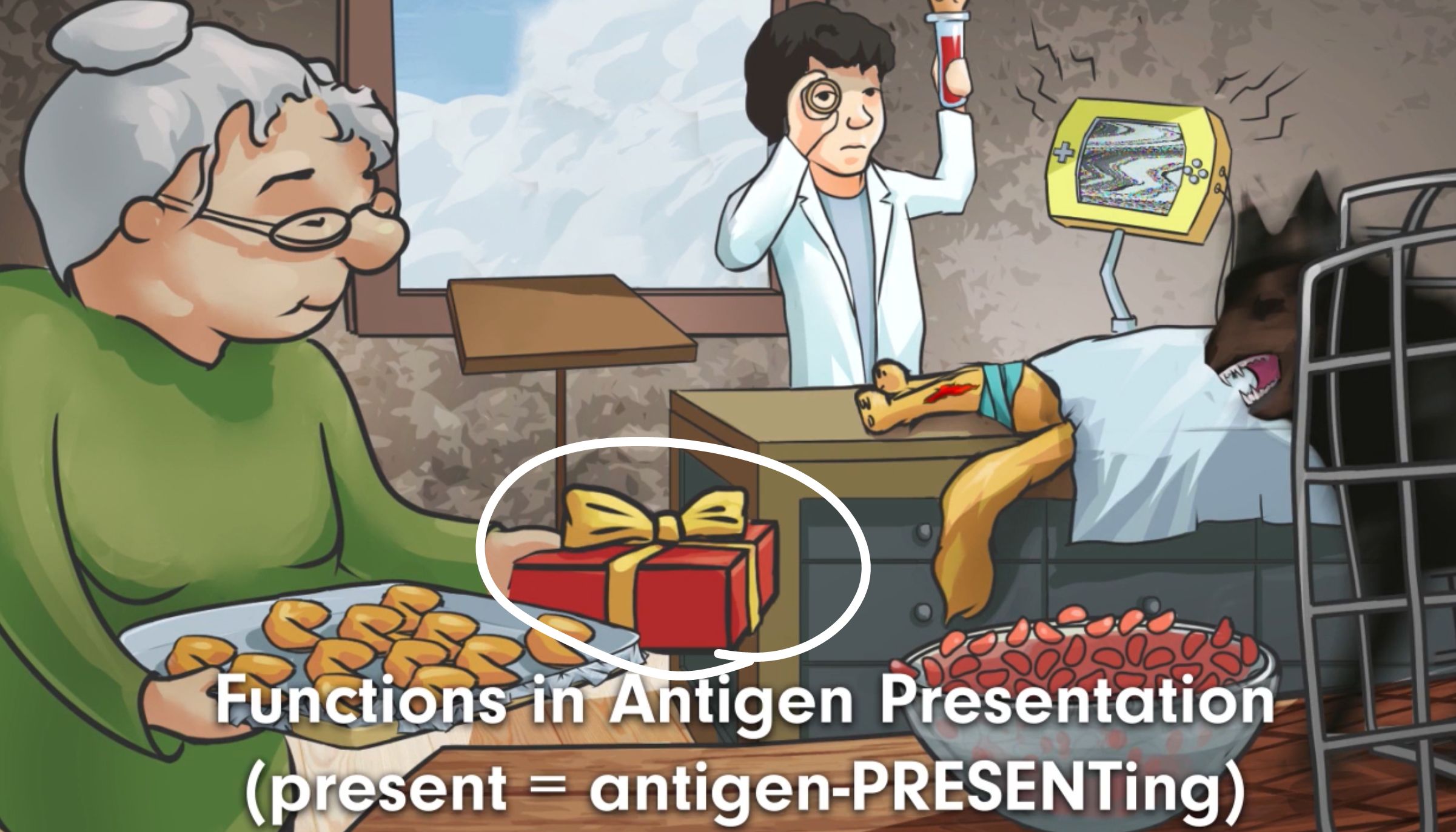 Text IL-1 release from macrophages results in {{c1::inflammation}} and ...