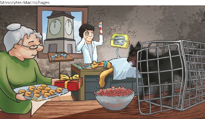 Text IL-1 release from macrophages results in {{c1::inflammation}} and ...