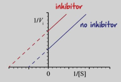 Back Uncompetitive inhibitionKm and Vmax are both decreased
