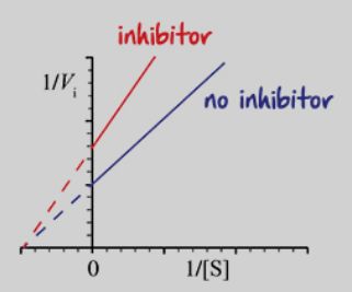 Back Non-competitiveKm is constant, Vmax is decreased (higher up on the ...