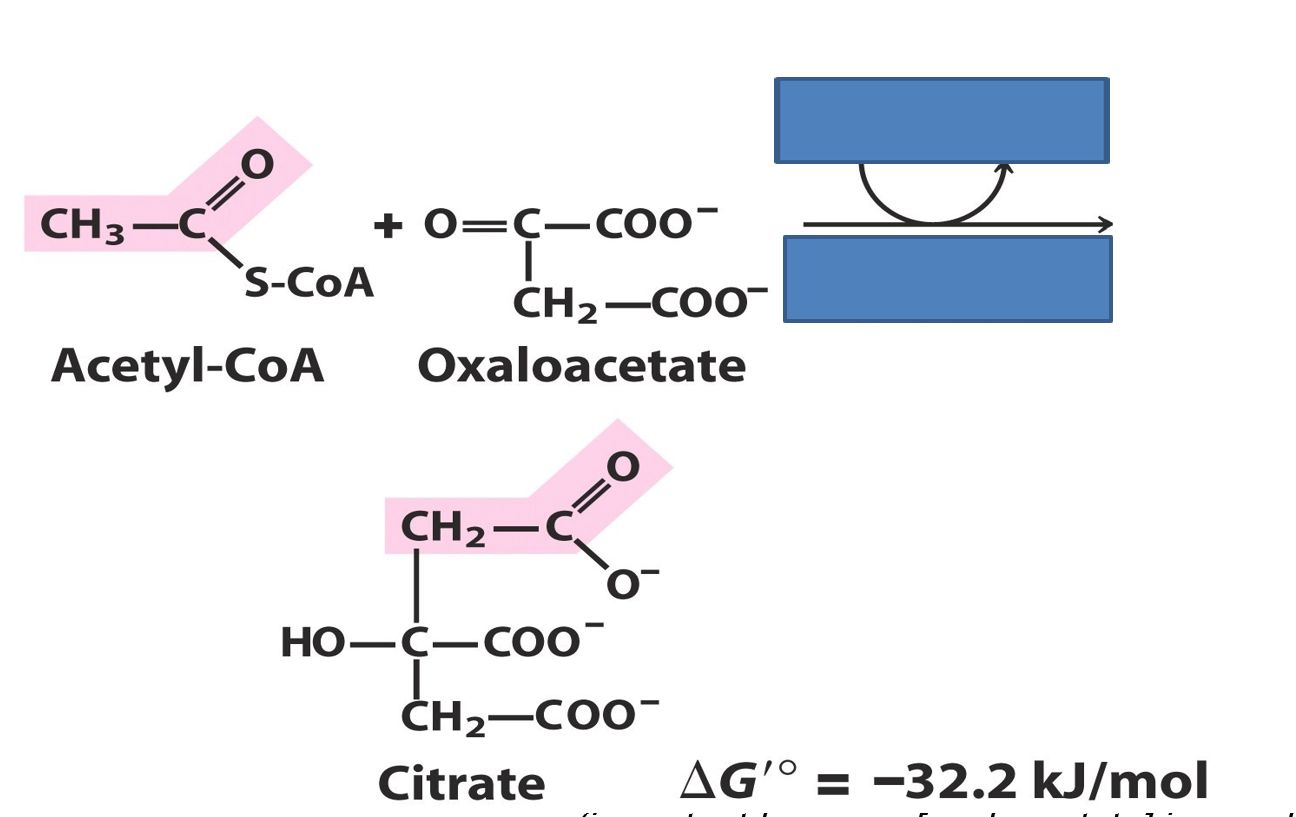 Front In 1st step on the citric acid cycle, what enzyme convert Acetyl ...