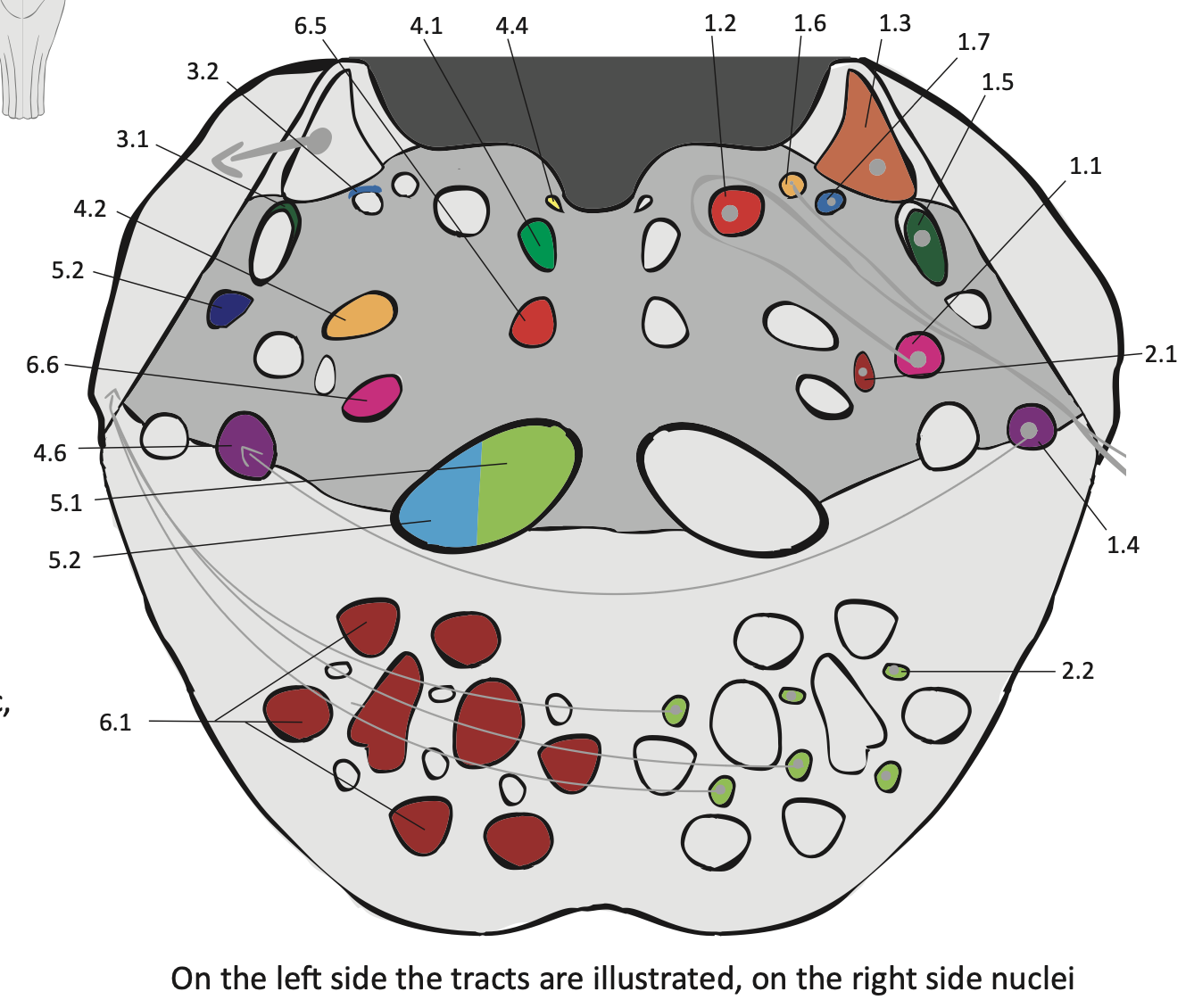 Back • 5.1 Medial lemniscus• 5.2 Spinal lemniscus (comprising the ...