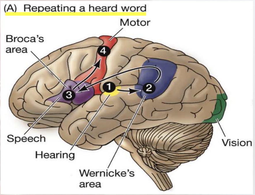 Brain Diagram Motor Cortex